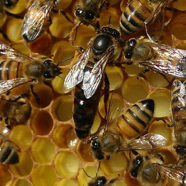 Package Bees-Local Pickup Only